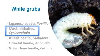 Kikuyugrass insect and arthropod pests | PPT