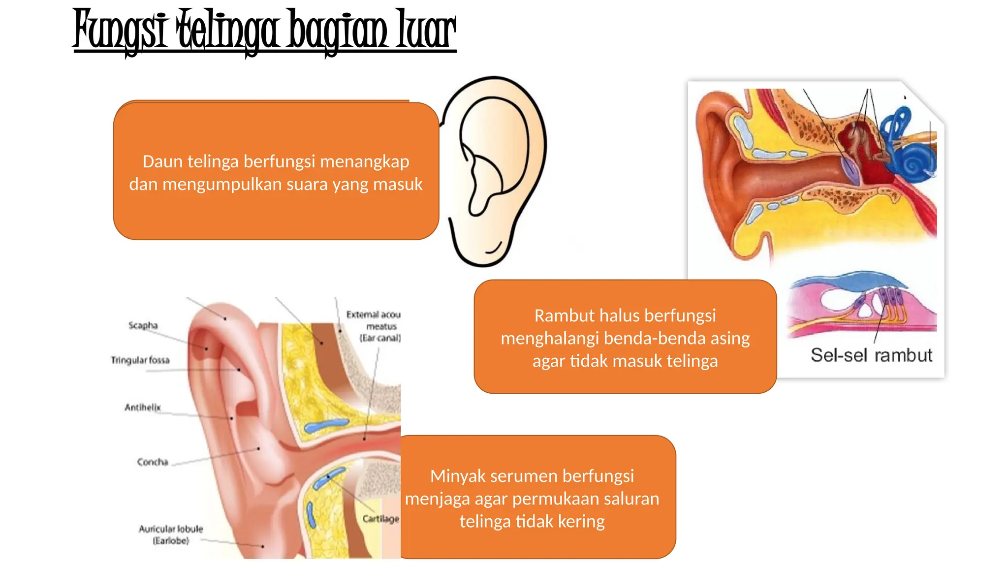 Gelombang Bunyi SMP - Indra pendengaran.pptx