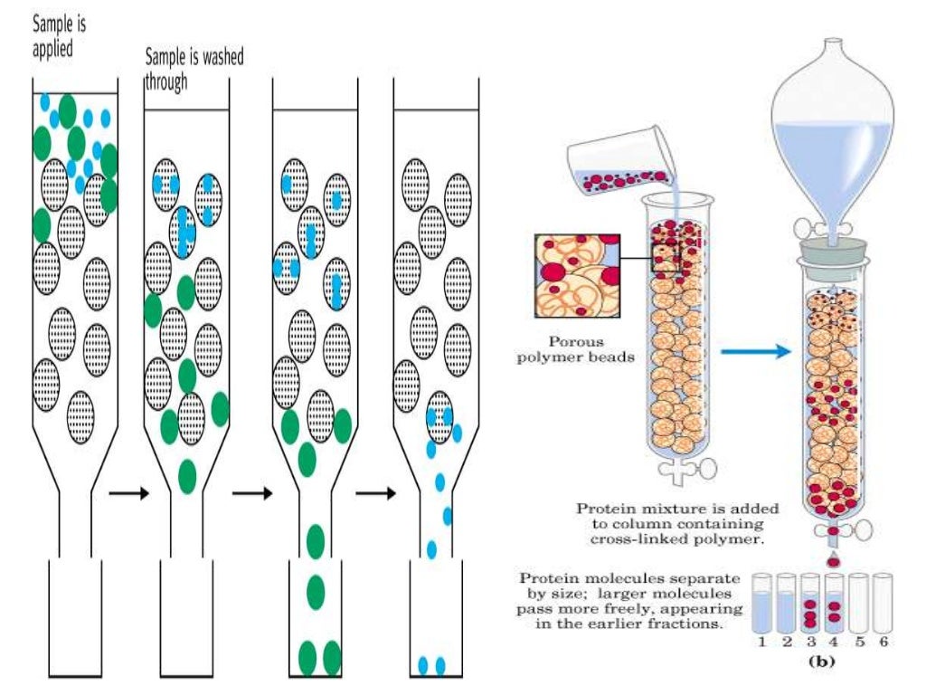 Gel permeation chromatography copy Gel permeation chromatography copy