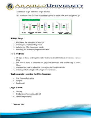 Gel purification and western blot | DOCX