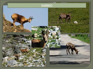 El Sarrio El Señor De Las Cumbres Ppt