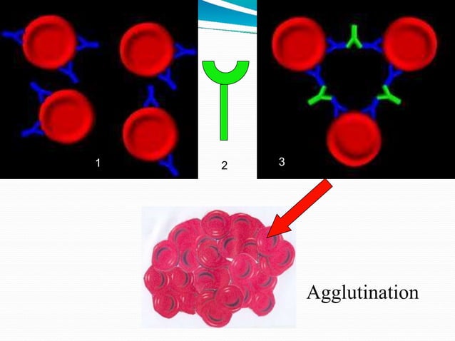 Column agglutination gel techniques.pptx | Blood Disorders | Diseases ...