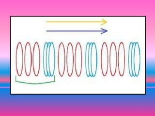 Gel trans n long | PPTX