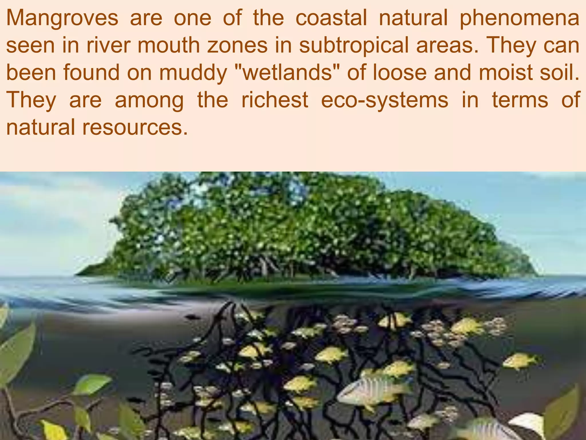 Gem ppt-20-protect mangroves | PPTX