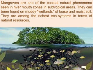 Gem ppt-20-protect mangroves | PPT