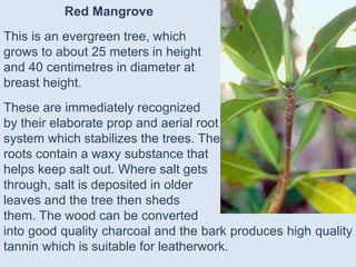 Gem ppt-20-protect mangroves | PPT