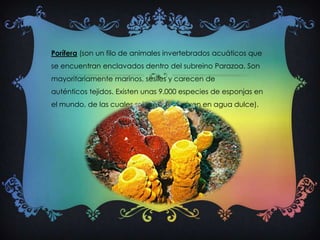 Gemación Tipo de Reproducción Asexual | PPTX