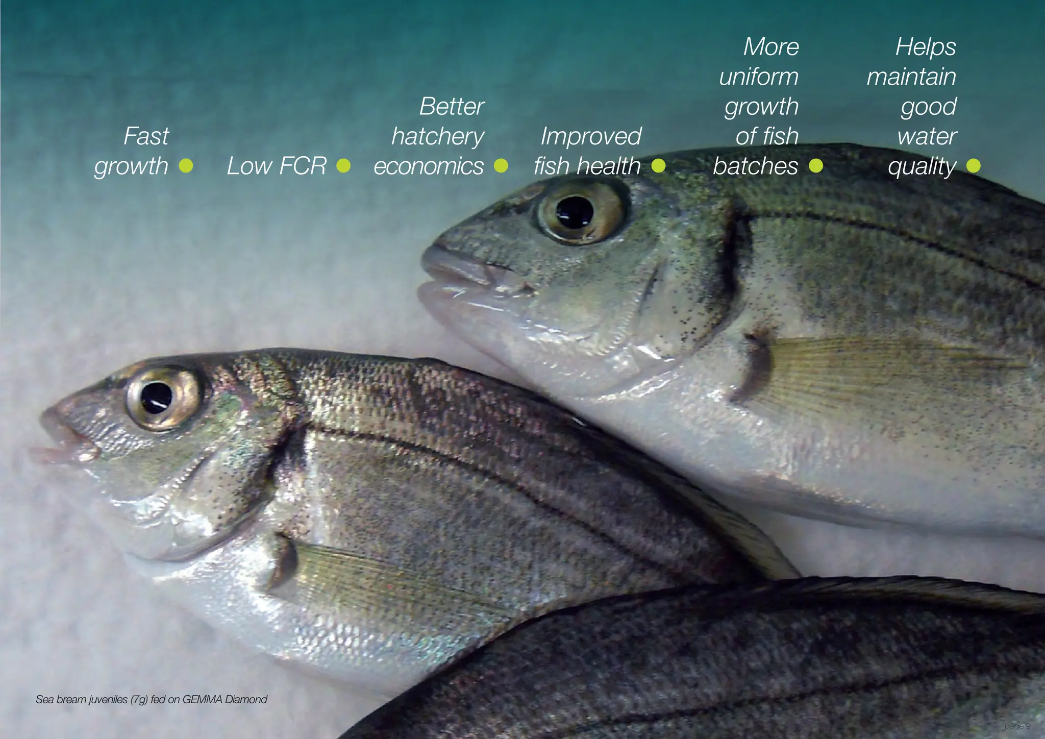 Gemma Diamond - A hatchery feed solution | PPT