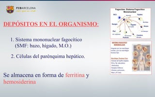 Protocolo de tratamiento de la ferropenia en el deportista | PPT