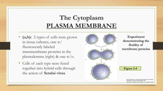 Gen. histology (cytoplasm) 2 | PDF