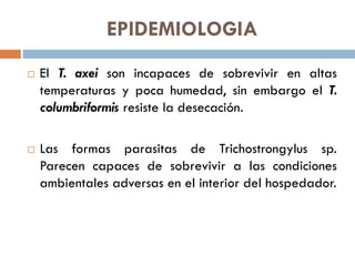 Gen. Trichostrongylus MVZ. ALAN ATORA.pdf
