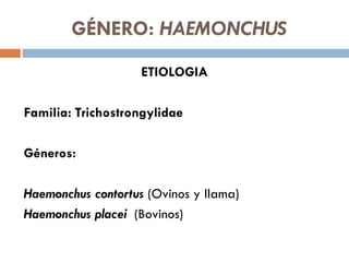 Gen. Haemonchus - MVZ. ALAN ATORA.pdf