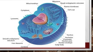 GEN-BIO_CELL-THEORY-FINISH.ppt-GRADES 7-12x | PPT