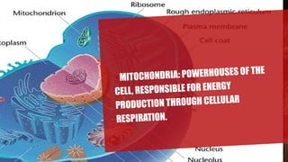 GEN-BIO_CELL-THEORY-FINISH.ppt-GRADES 7-12x | PPTX | Biological ...