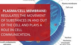 GEN-BIO_CELL-THEORY-FINISH.ppt-GRADES 7-12x | PPTX | Biological ...
