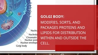 GEN-BIO_CELL-THEORY-FINISH.ppt-GRADES 7-12x | PPT