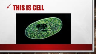 GEN-BIO_CELL-THEORY-FINISH.ppt-GRADES 7-12x | PPTX | Biological Sciences | Science