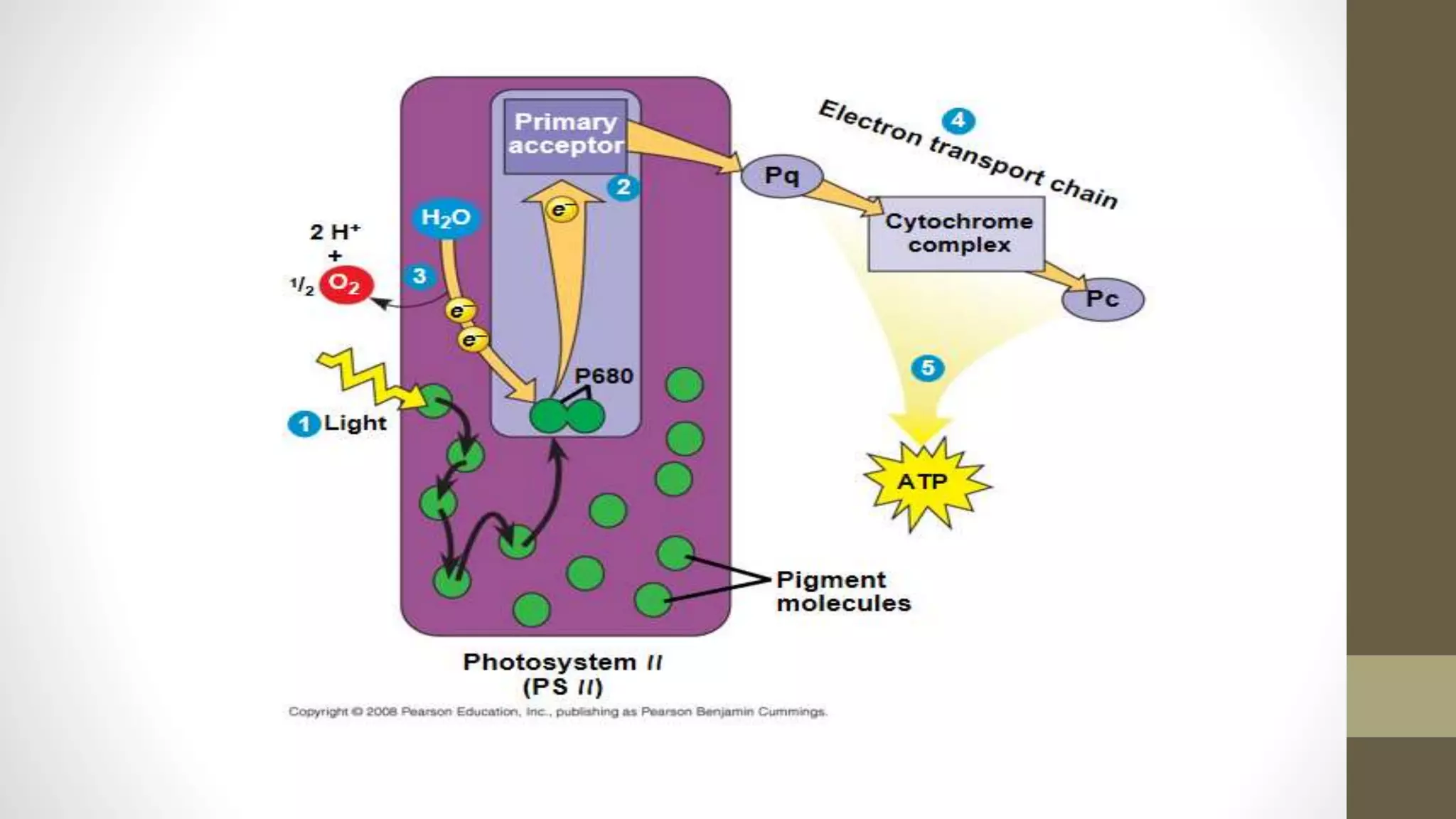gen-biology-photosythesis.pptx