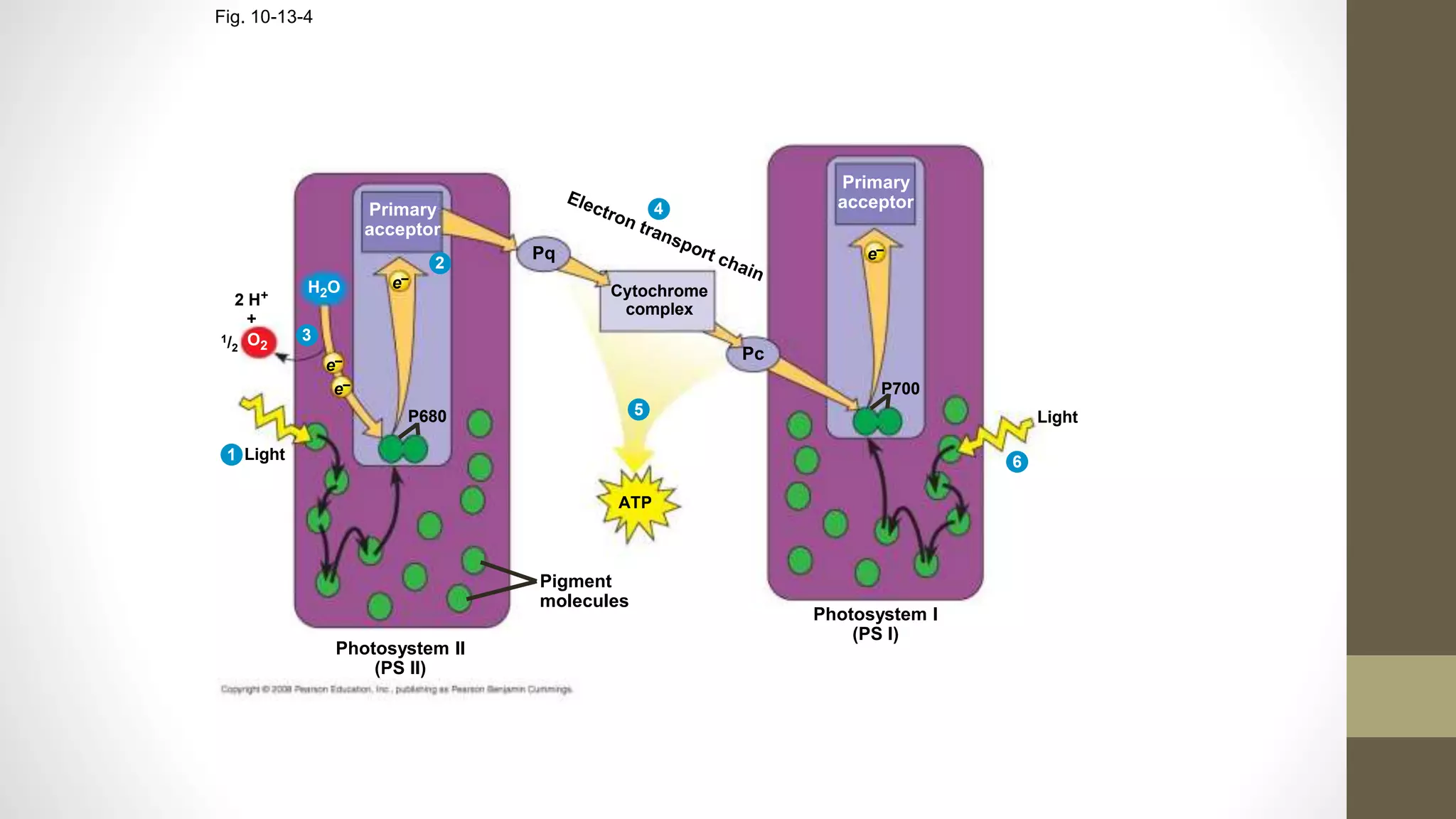 gen-biology-photosythesis.pptx