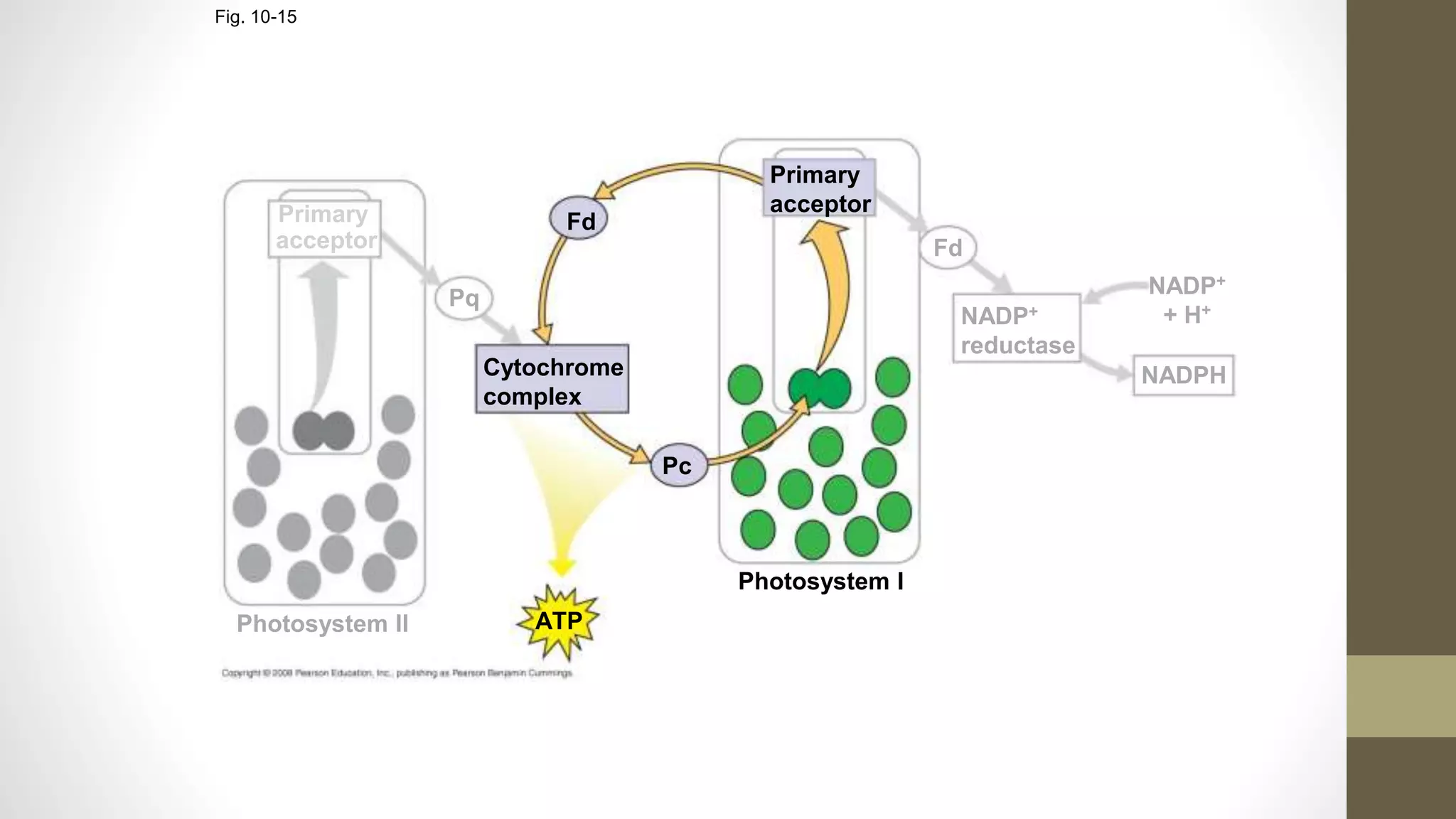 gen-biology-photosythesis.pptx