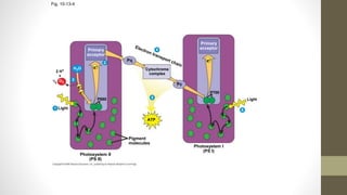 gen-biology-photosythesis.pptx
