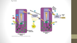 gen-biology-photosythesis.pptx