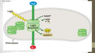 gen-biology-photosythesis.pptx