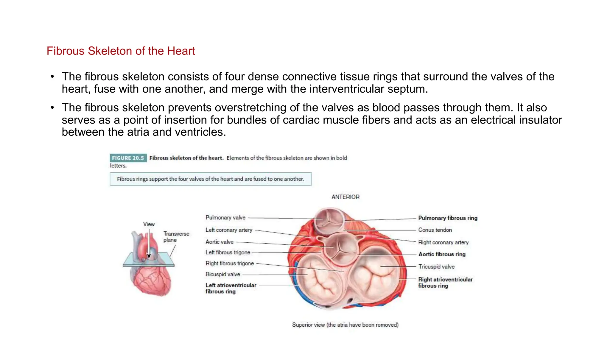 general physiology- the physiology of the heart | PPTX | Heart and ...