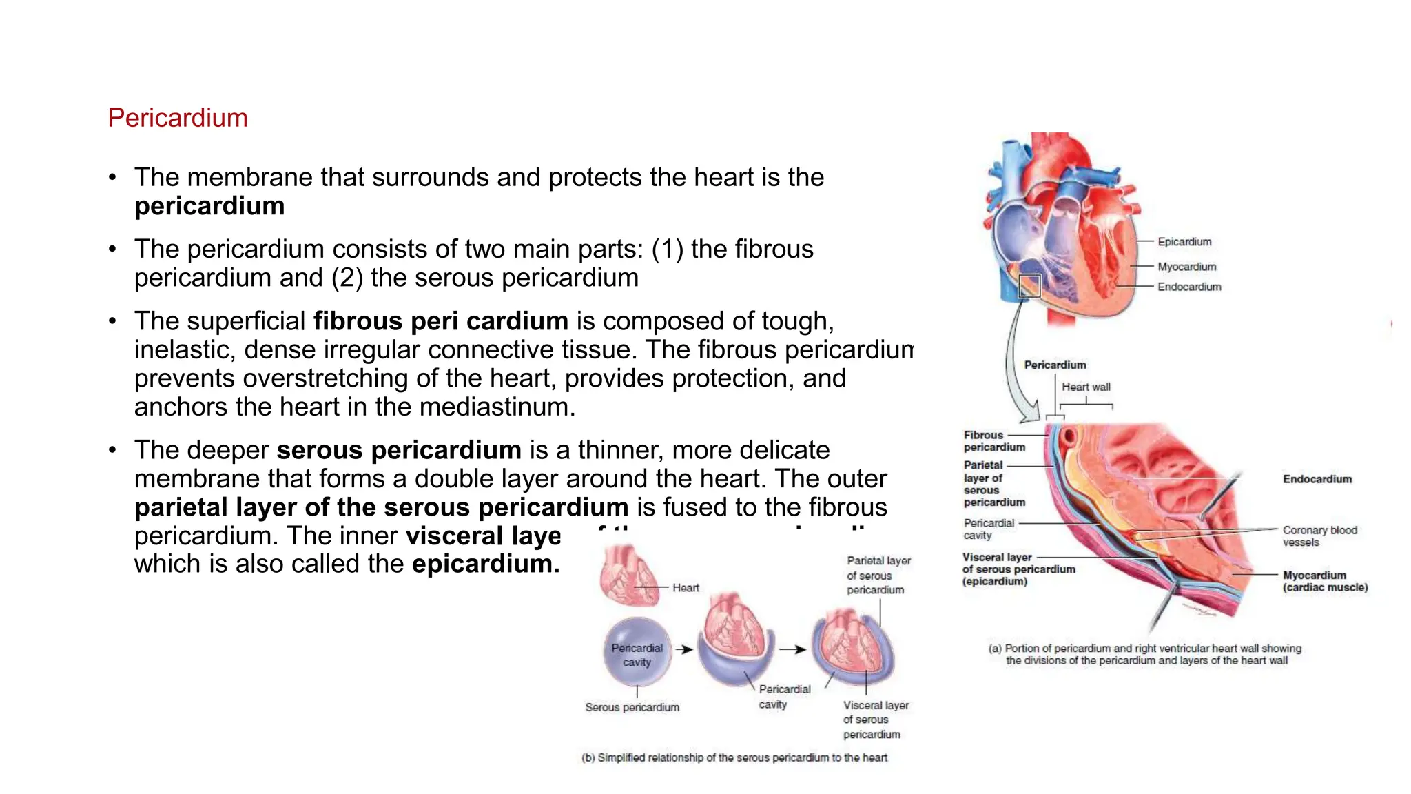 general physiology- the physiology of the heart | PPTX