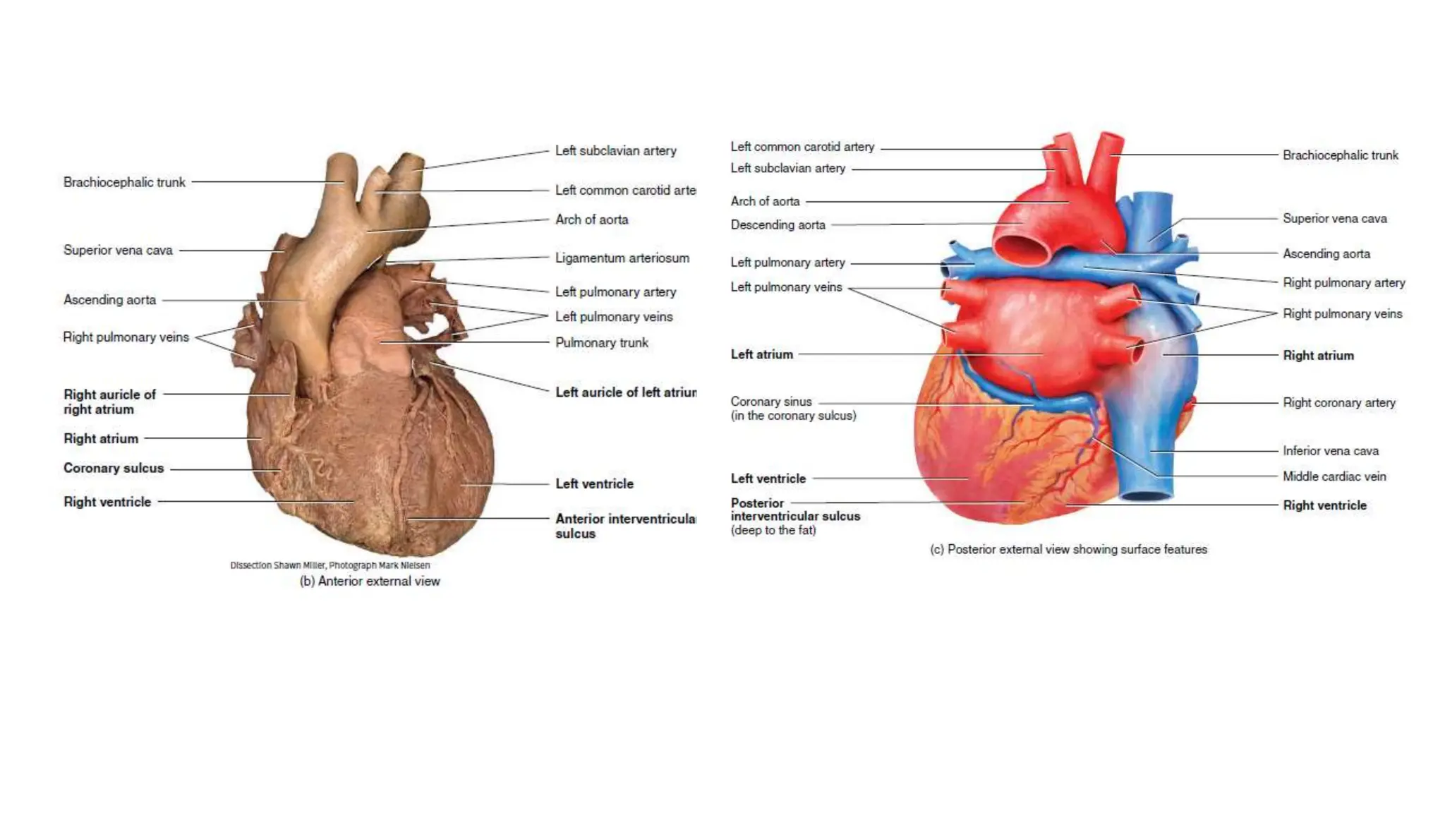 general physiology- the physiology of the heart | PPTX