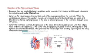 general physiology- the physiology of the heart | PPTX