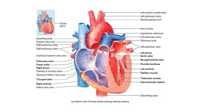general physiology- the physiology of the heart | PPTX | Heart and ...