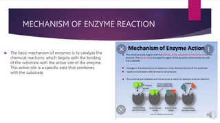 grade 10 biology ENZYMES | PPTX