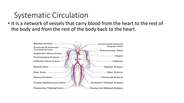 BLOOD CIRCULATION SYSTEM | PPT