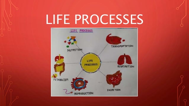 Life processes | PPTX | Biological Sciences | Science
