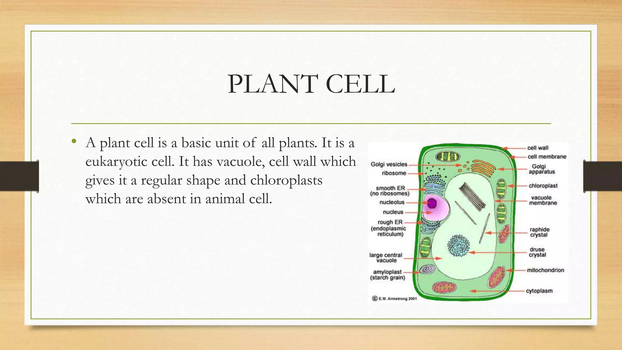 GRADE 10 BIOLOGY(CELL) | PPTX