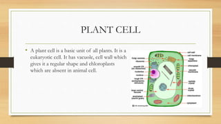 GRADE 10 BIOLOGY(CELL) | PPTX