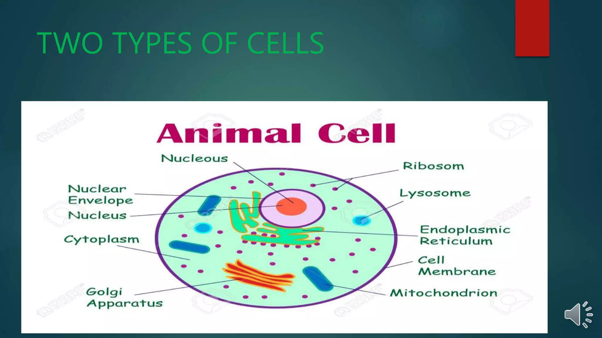 LIVINGTHINGS & CELLS | PPT