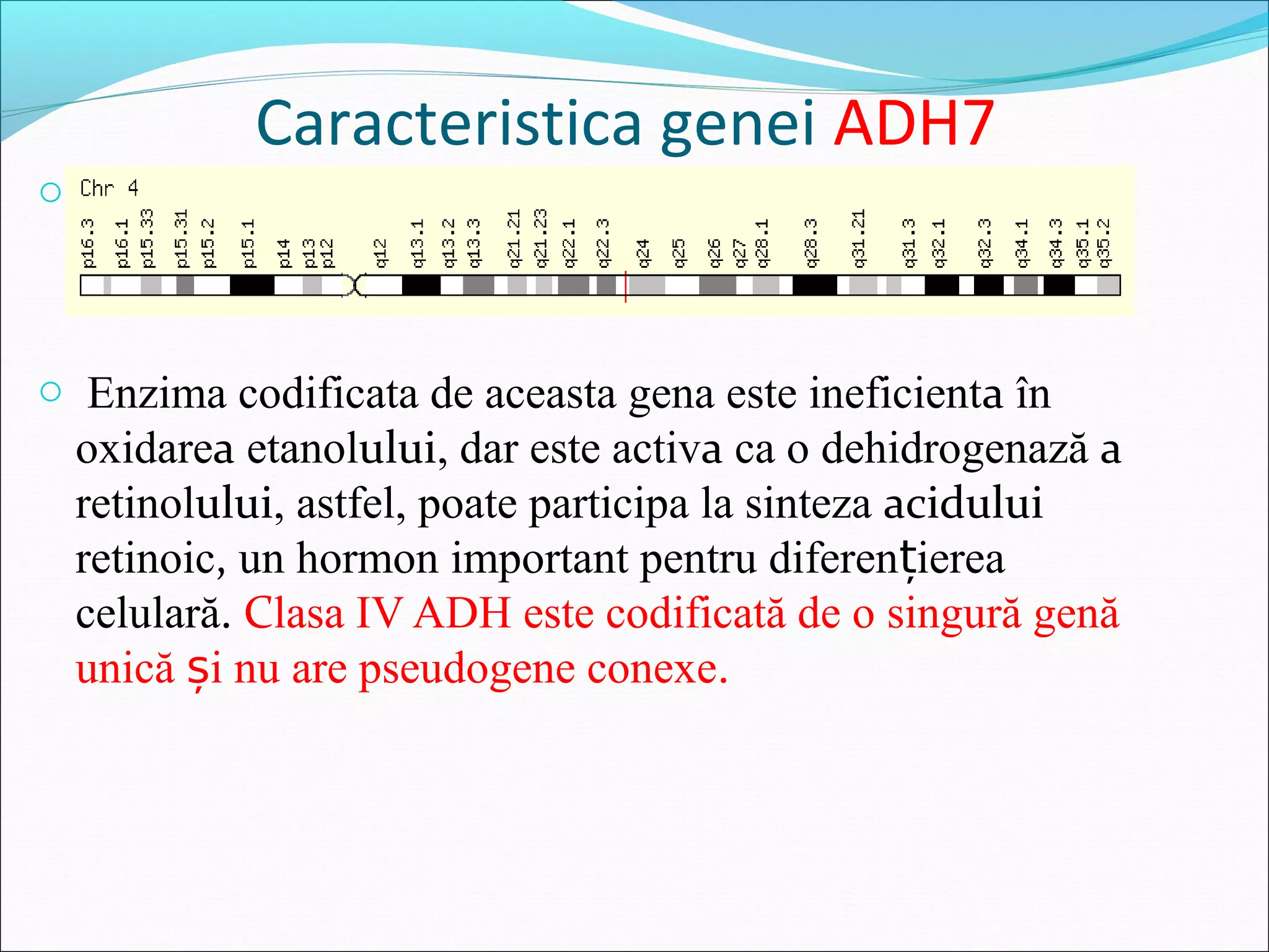 Gena “alcool dehidrogenaza” | PPT