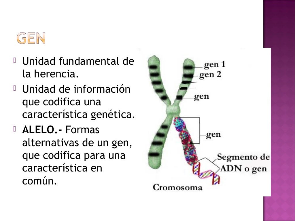 Gen, alelo, fenotipo y genotipo