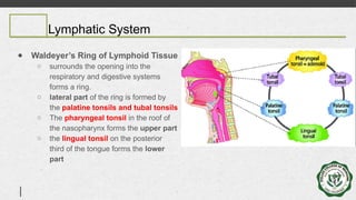 GenAna Lymphatic System Immune System.pptx