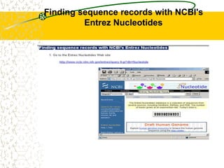 Finding sequence records with NCBI's Entrez Nucleotides | PPT