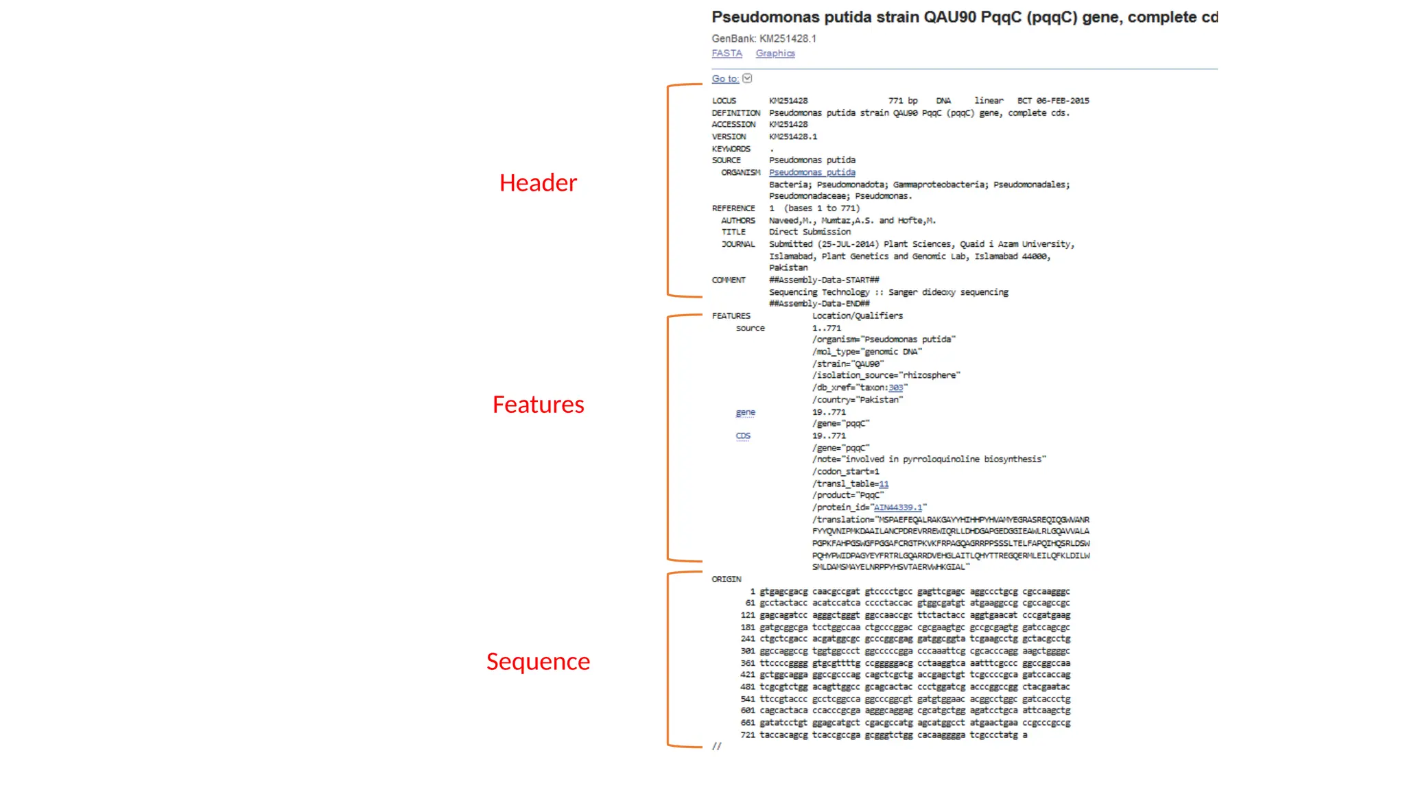GenBank Database and its different sections (Bioinformatics) | PPTX