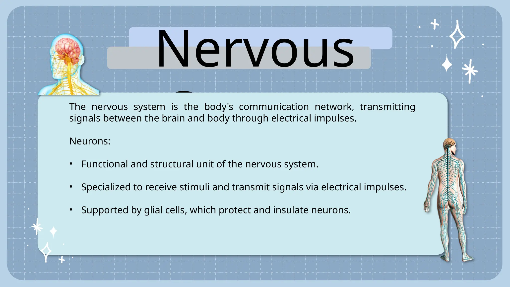 general biology the nervous system.pptx