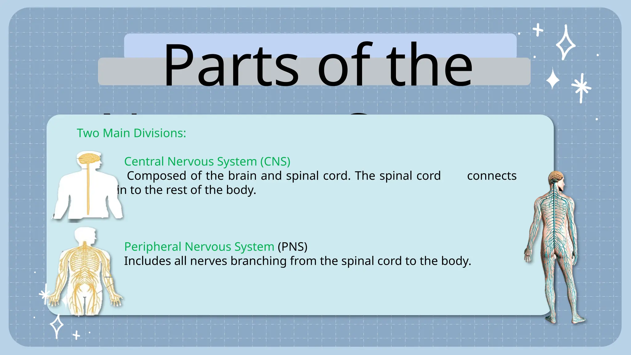 general biology the nervous system.pptx