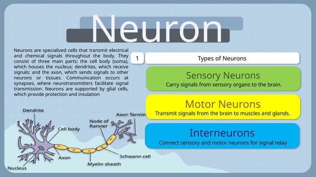 general biology the nervous system.pptx