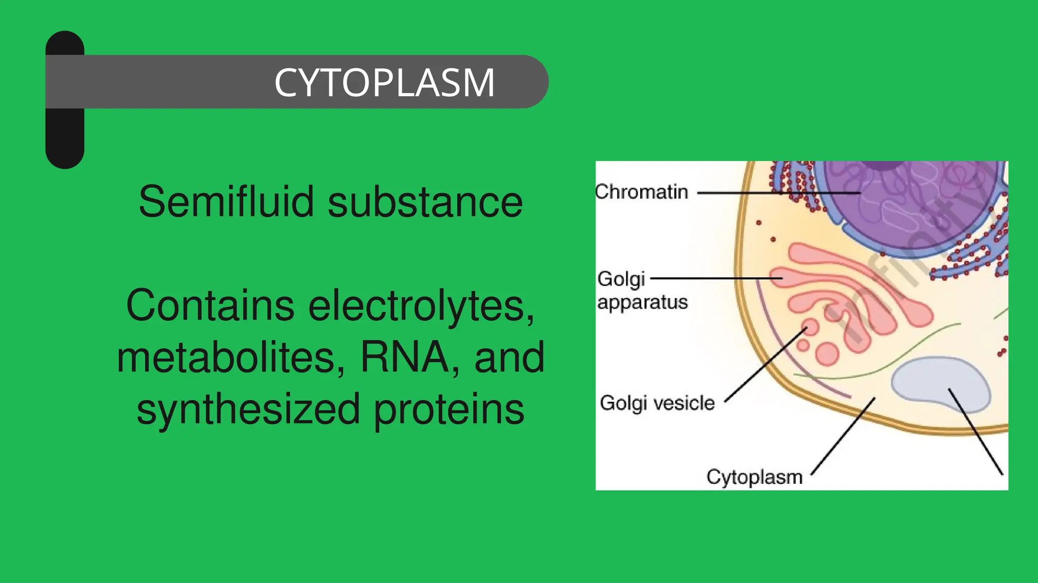 General Biology 1 for STEM presentation.pptx