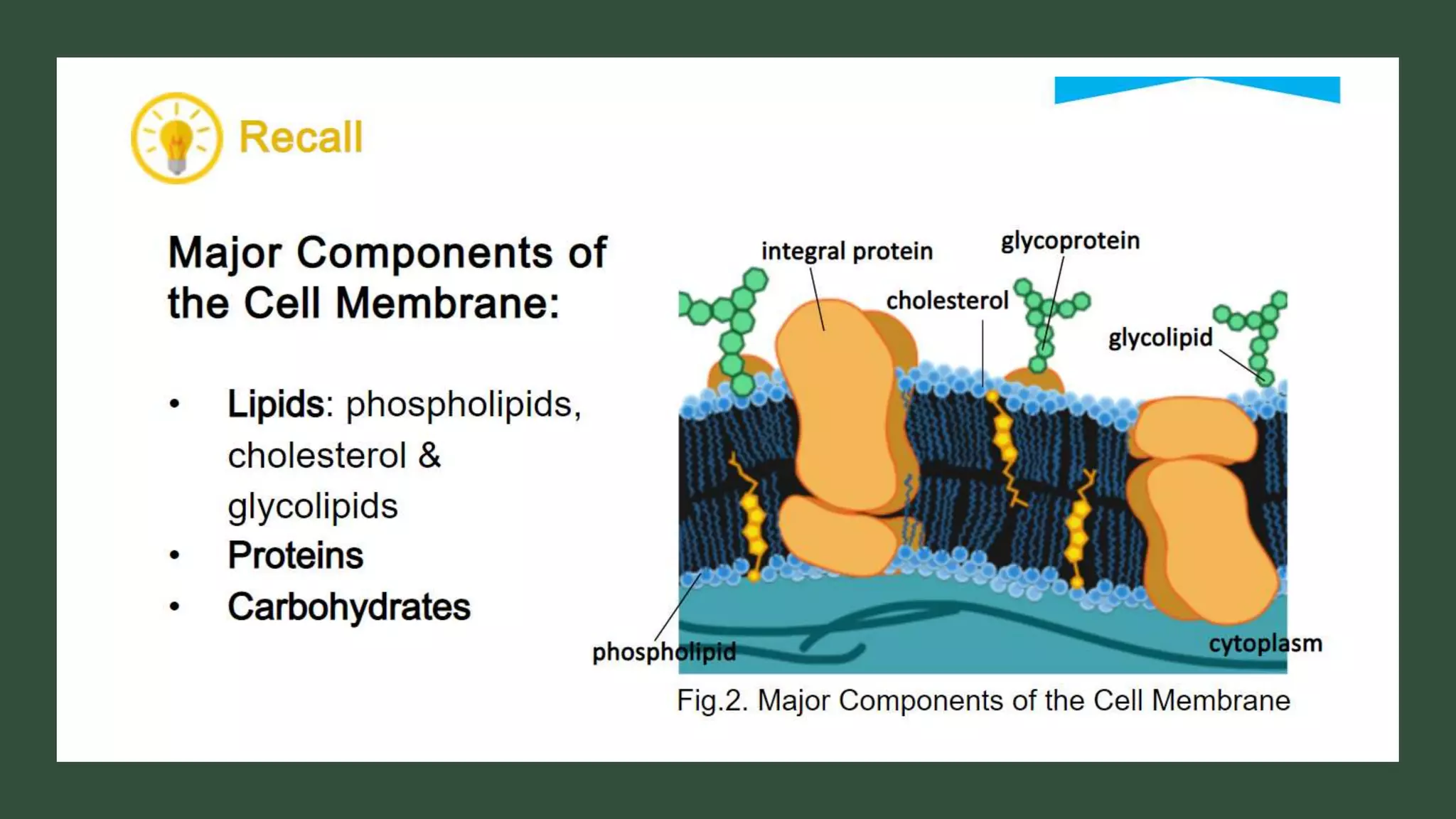 Genbio 1 Categorizing the Biological Molecules According to Their ...