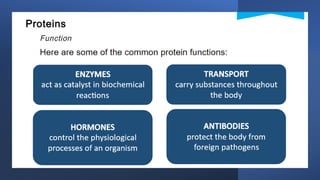 Genbio 1 Categorizing the Biological Molecules According to Their ...
