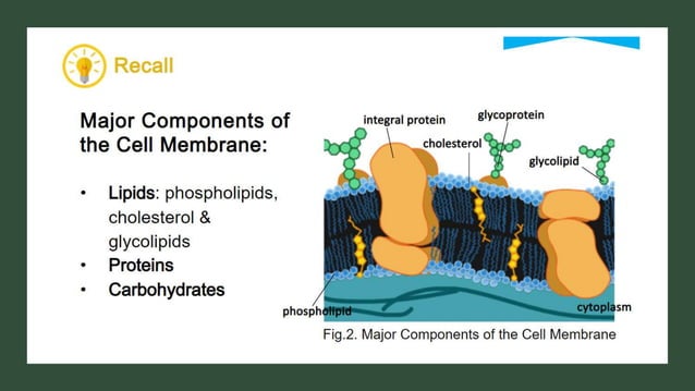 Genbio 1 Categorizing the Biological Molecules According to Their ...